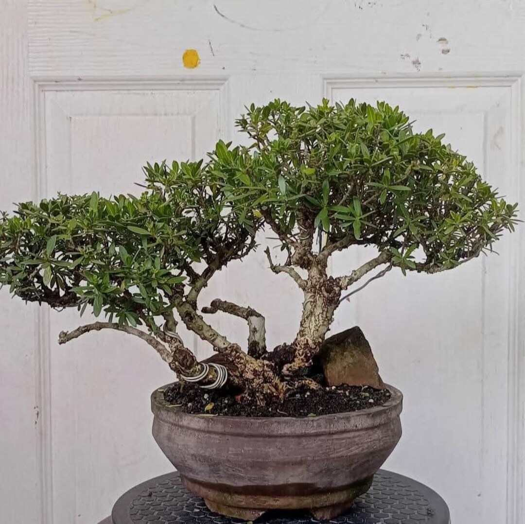 Pemphis Acidula|| Bonsai Tree || Small Size || Real Picture - Etsy