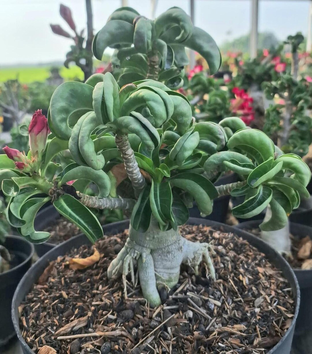 Adenium / DHA MeDuSa // tamaño pequeño / Adenium único - Etsy España