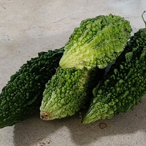 BITTER GOURD (MELON) - Etsy