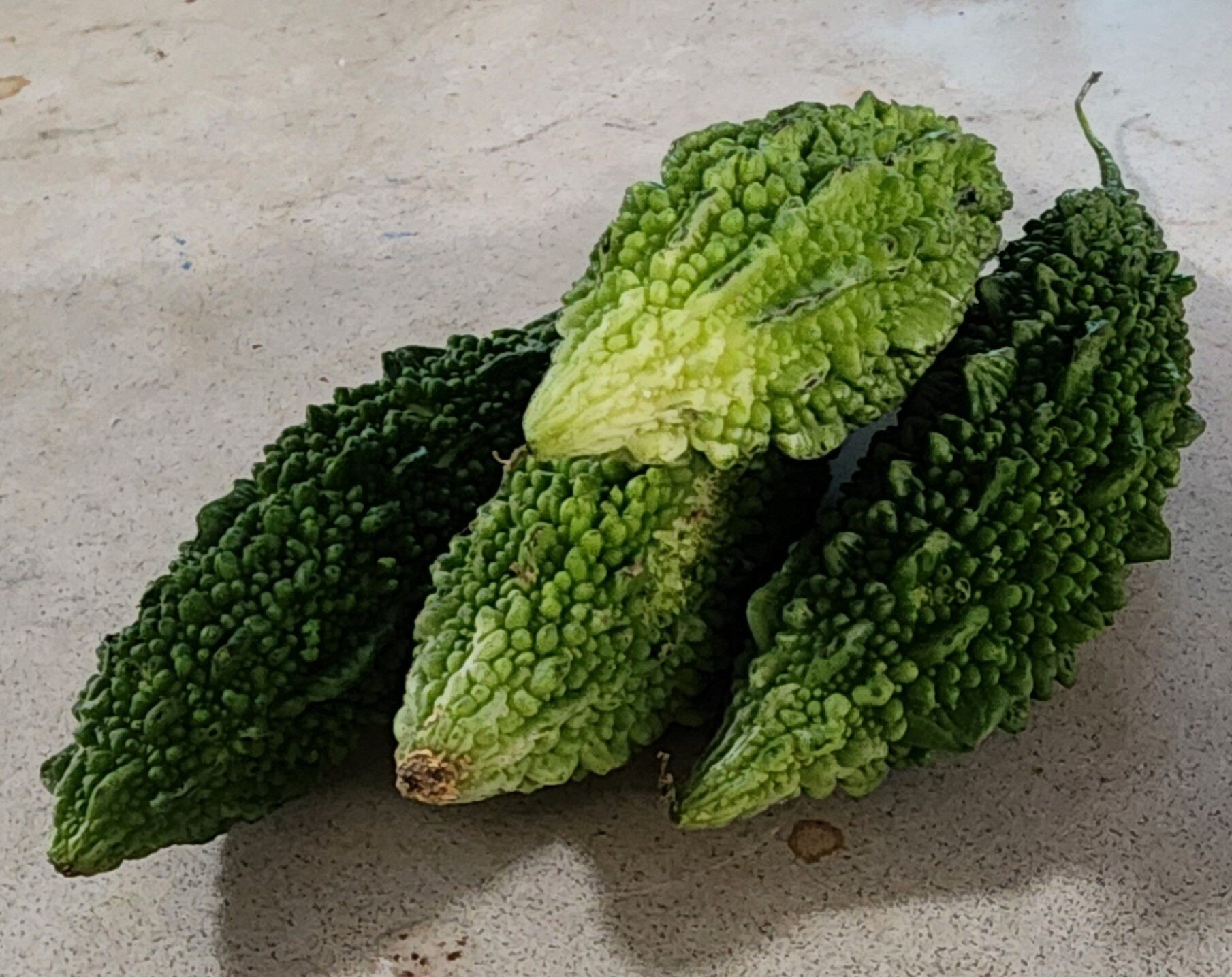 BITTER GOURD MELON - Etsy