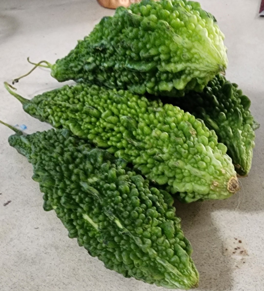 BITTER GOURD (MELON) - Etsy