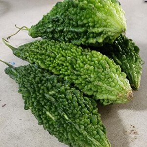 BITTER GOURD (MELON) - Etsy