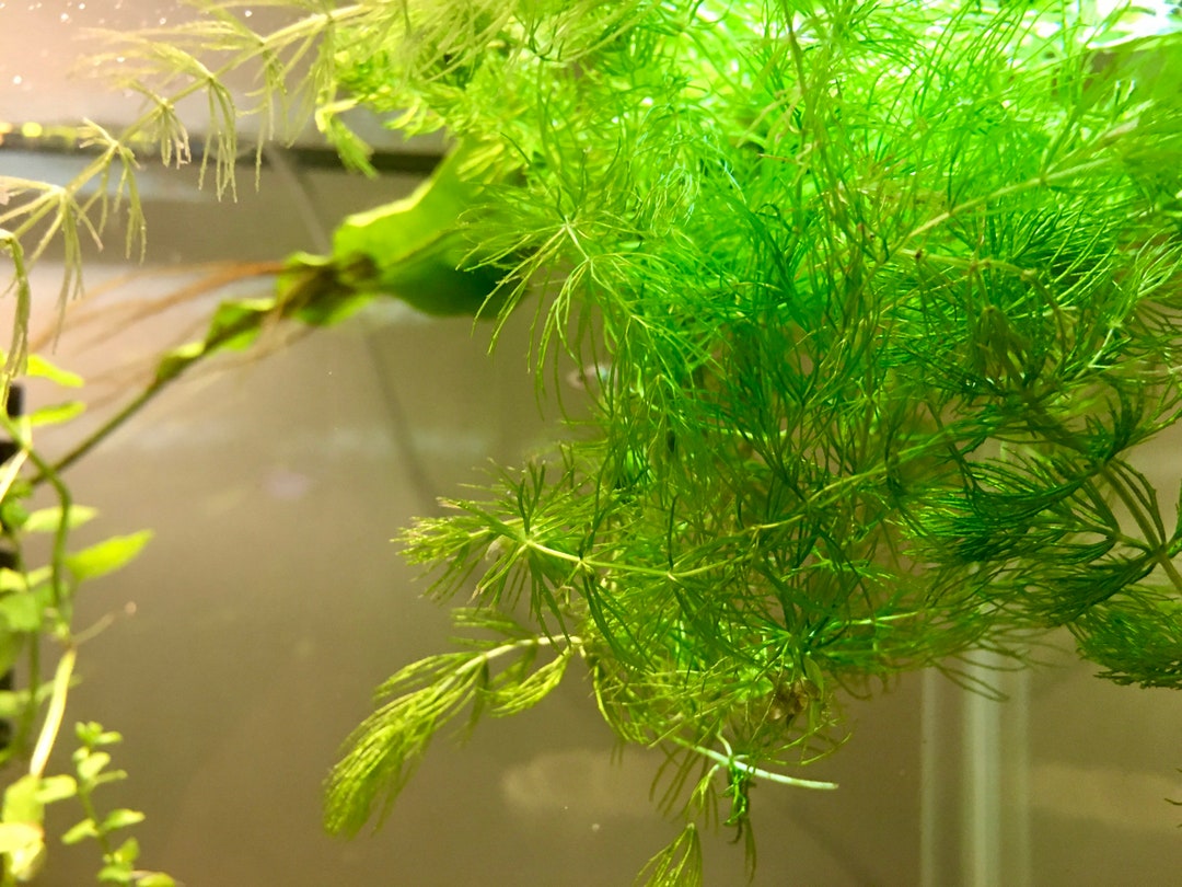 Hornwort Floating