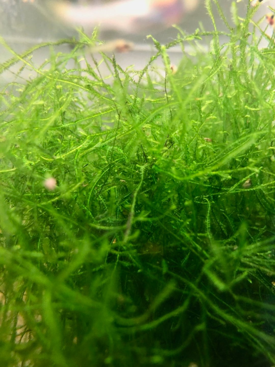 Java Moss Bunch/pinch Easy Freshwater Aquarium Plant Taxiphyllum ...