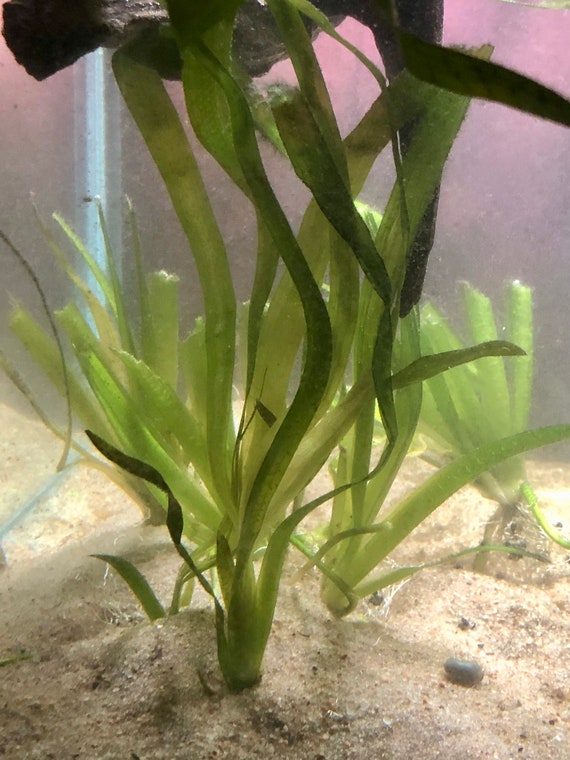 Jungle Val Vallisneria Americana Tape Grass Etsy
