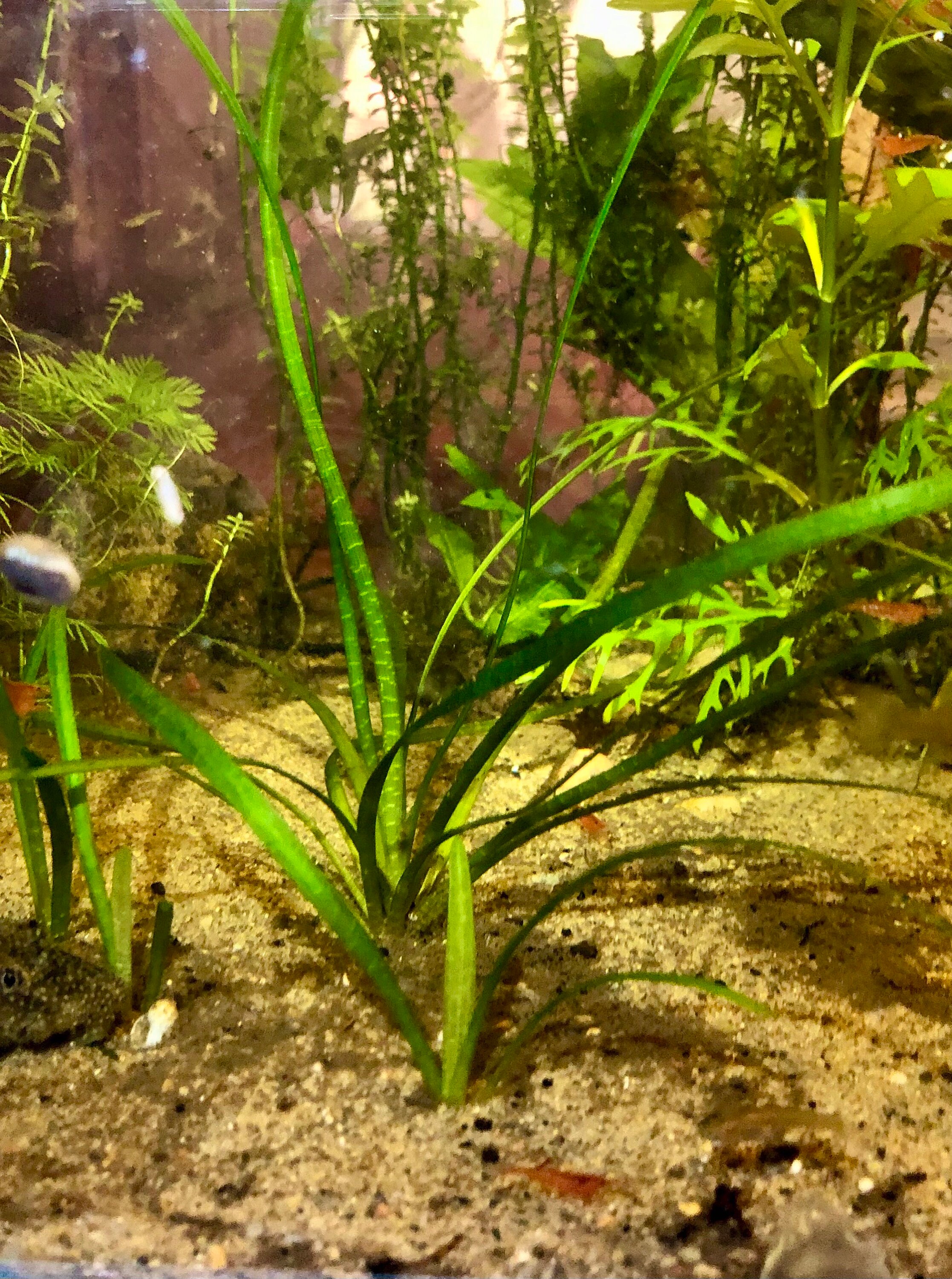 Aquarium Root Tabs Fertilizer Tabs - Etsy