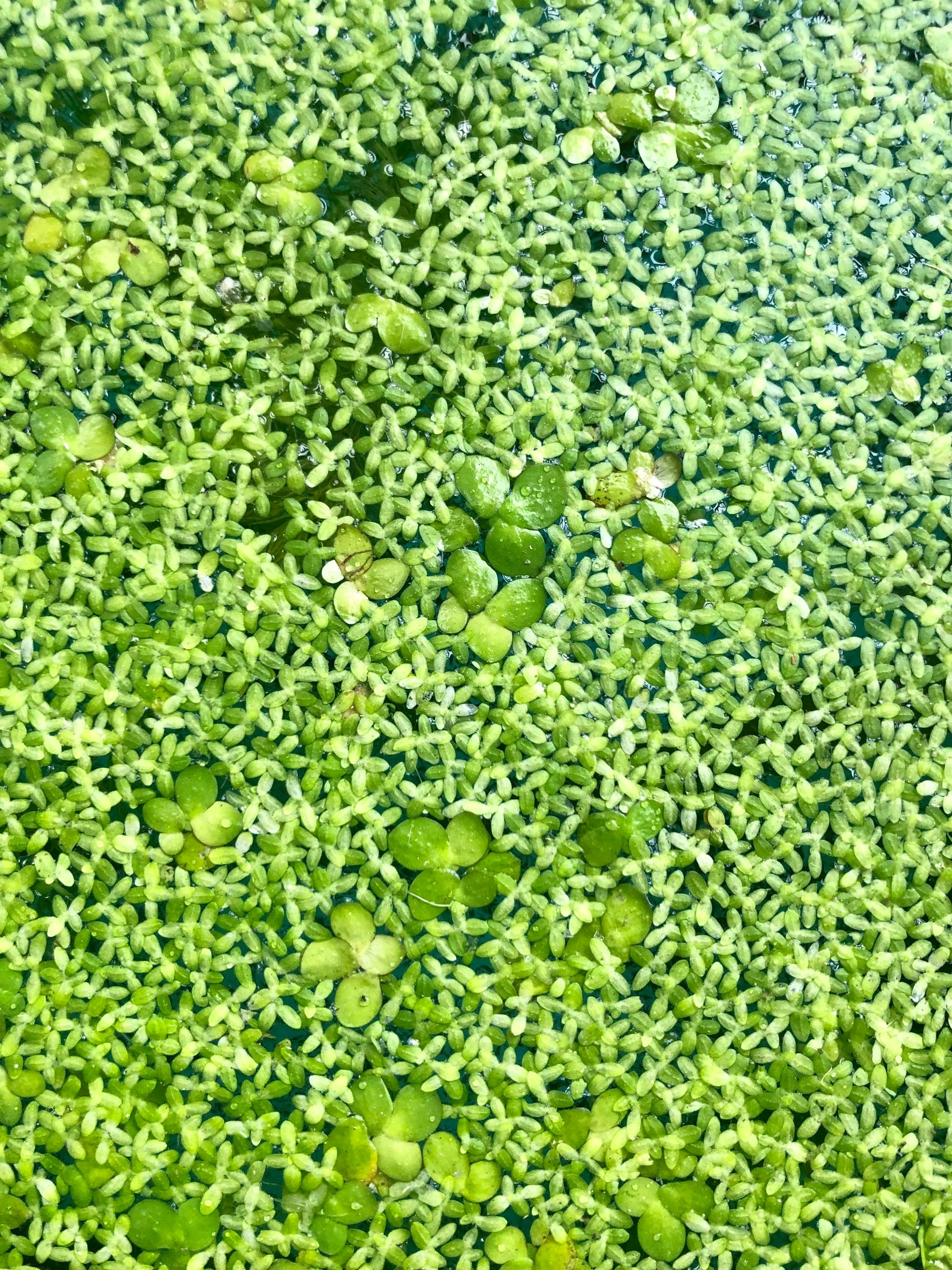 Live Duckweed, Aquarium Floating Plant, Fish Food - Etsy