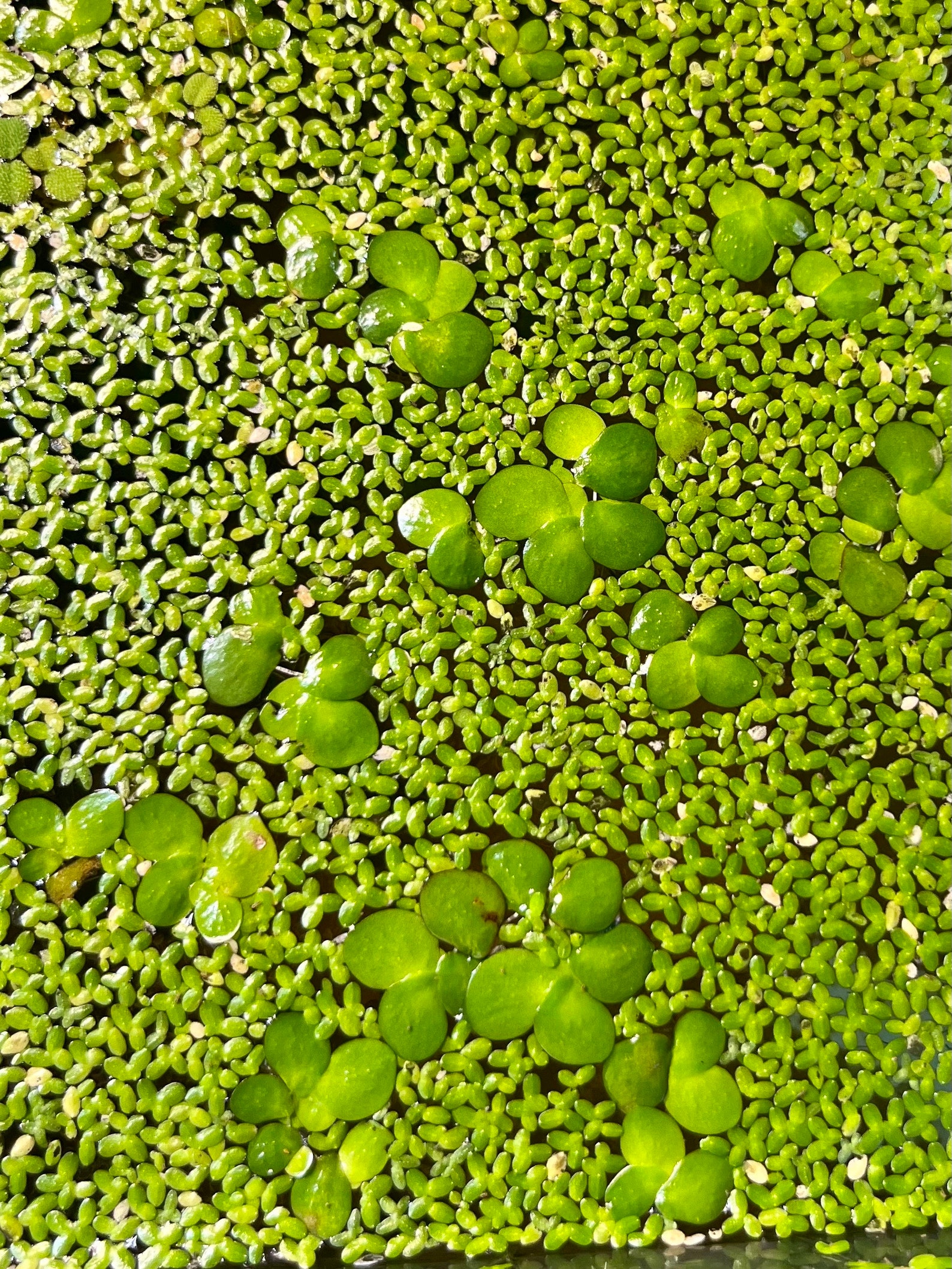 Live Duckweed, Aquarium Floating Plant, Fish Food - Etsy