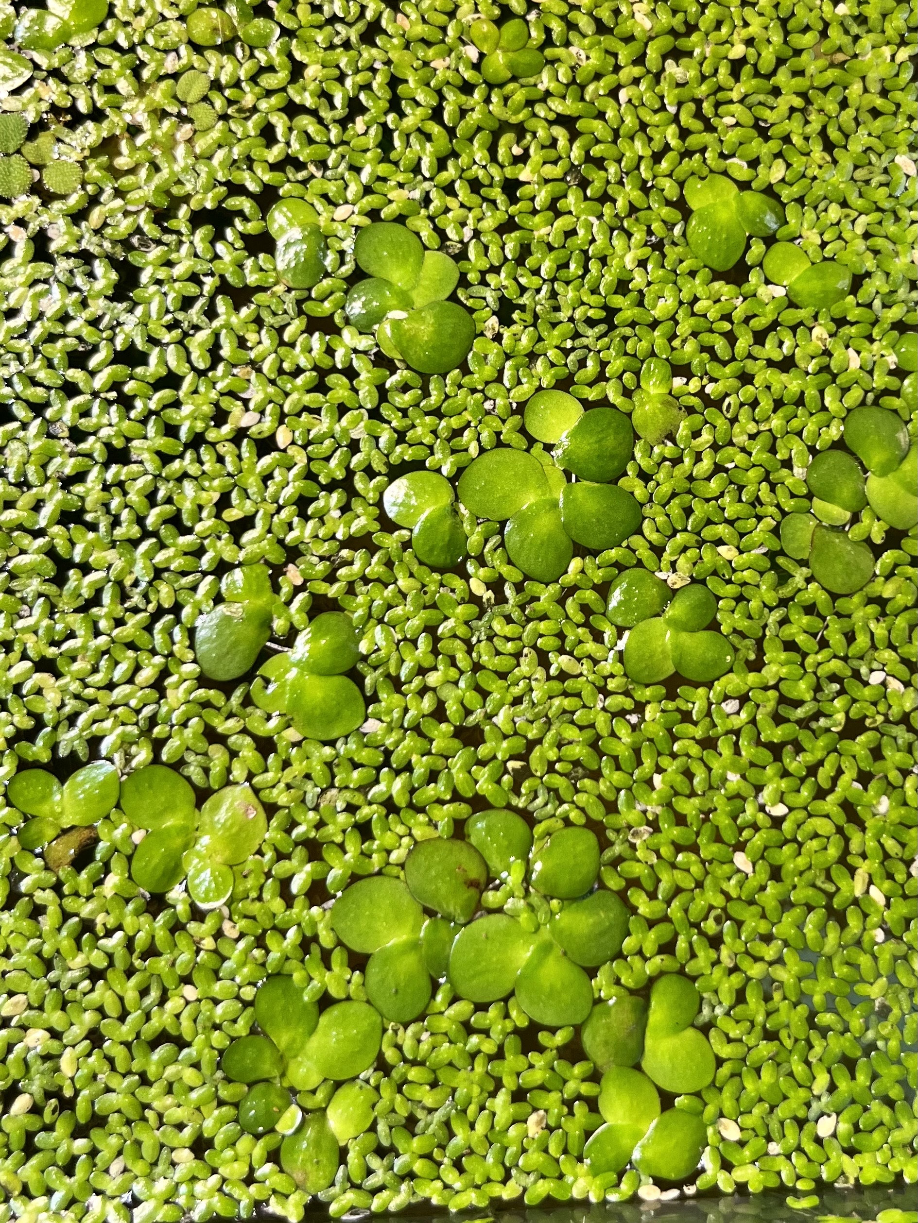 Live Duckweed, Aquarium Floating Plant, Fish Food - Etsy