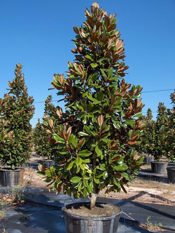 D.D. Blanchard Magnolia 5 Gallon Tree | Etsy