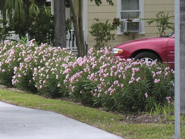 Dwarf Pink Oleander 3 Gallon | Etsy