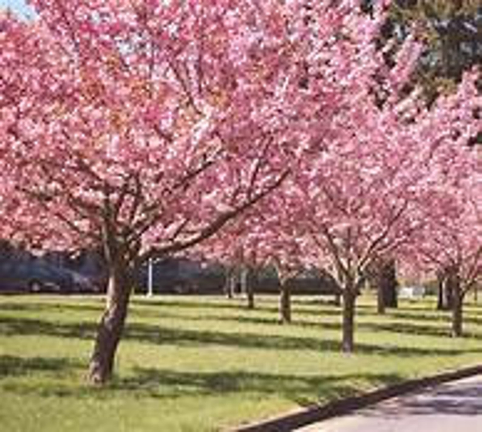 Kwanzan Pink Flowering Cherry Tree 4-6 Feet Tall | Etsy