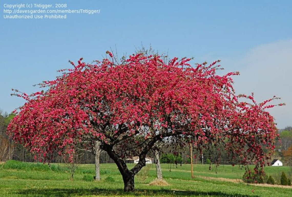 Crimson Cascade Weeping Willow Peach Tree 4-6 Feet Tall | Etsy