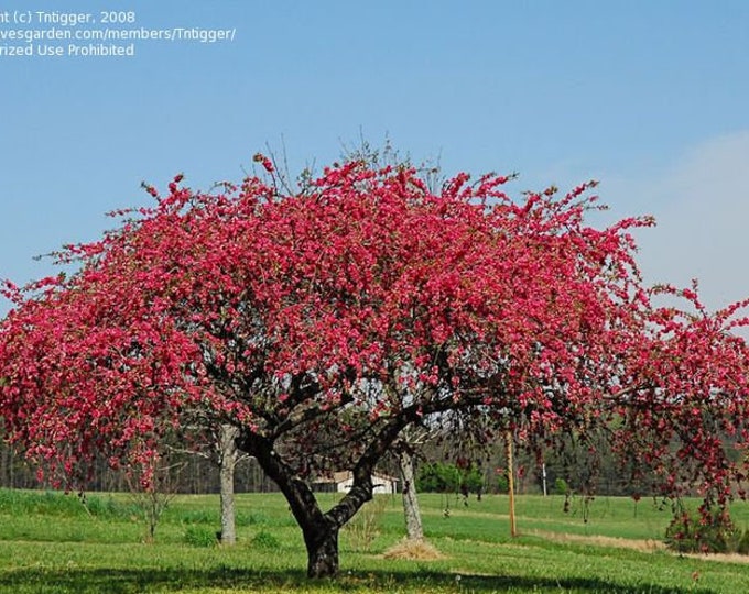 Crimson Cascade Weeping Willow Peach Tree 4-6 Feet Tall | Etsy
