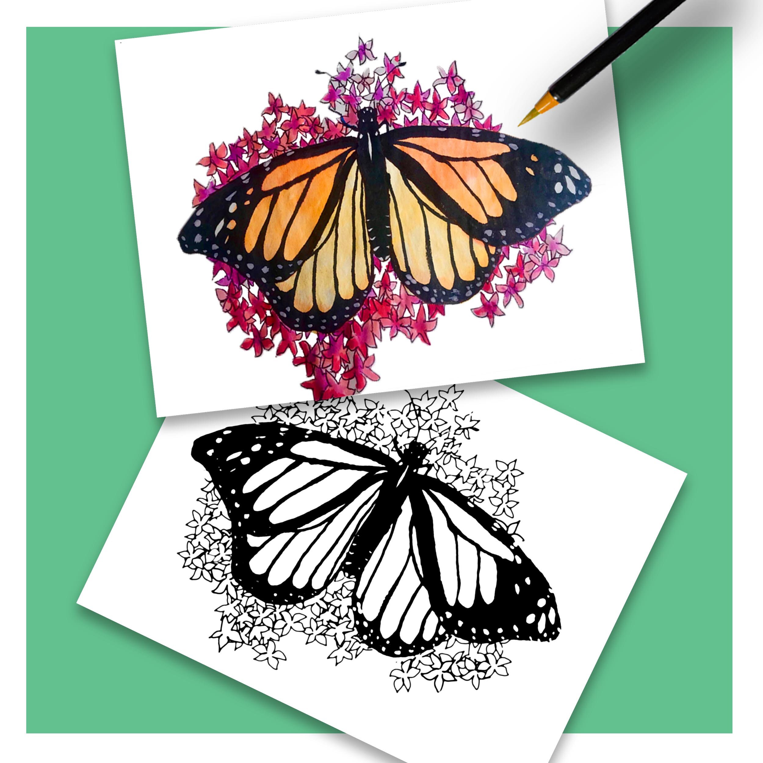 Monarch Butterfly Coloring