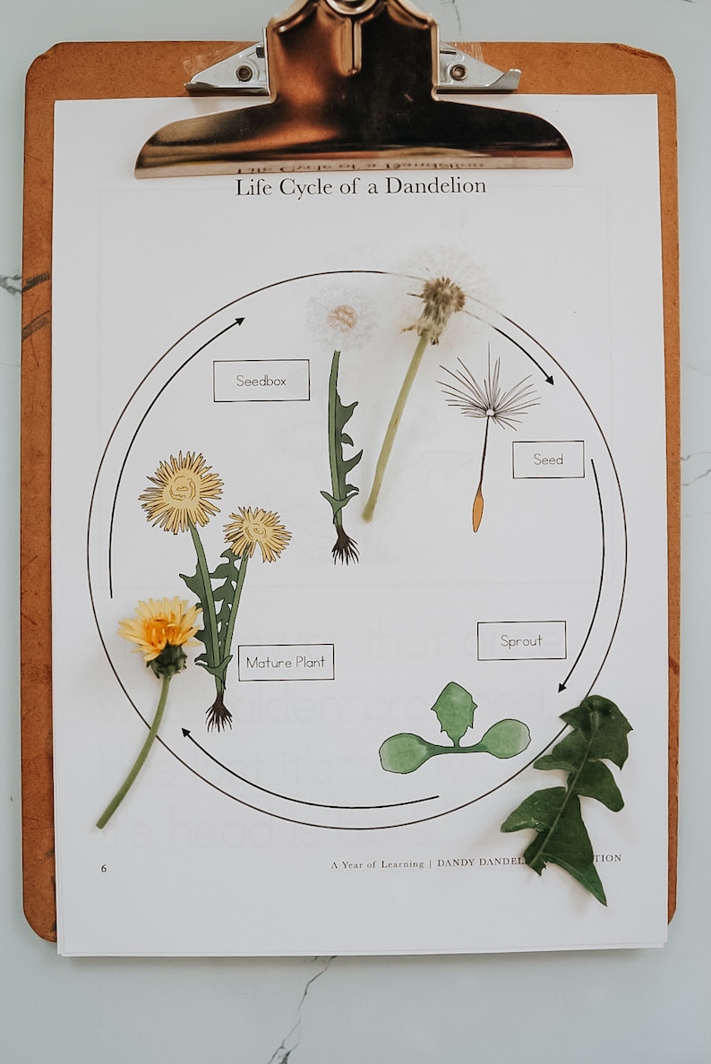 Dandy Dandelion Collection - Etsy