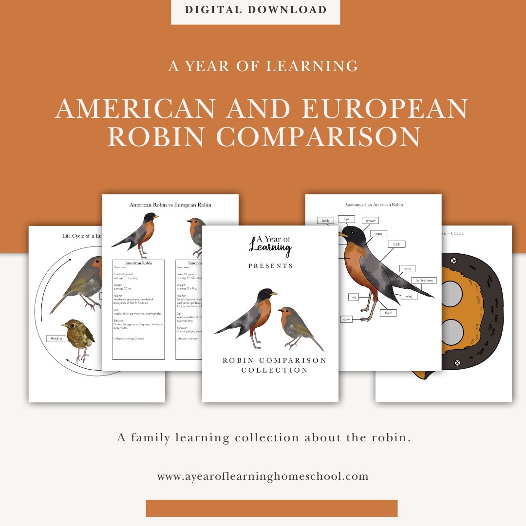 American and European Robin Comparison Collection - Etsy