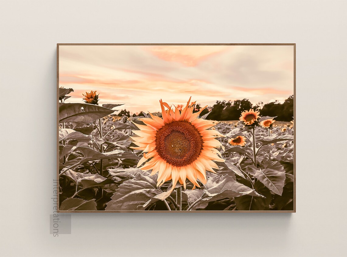 Sunflower Print Sunflowers Field Botanical Printable Art - Etsy