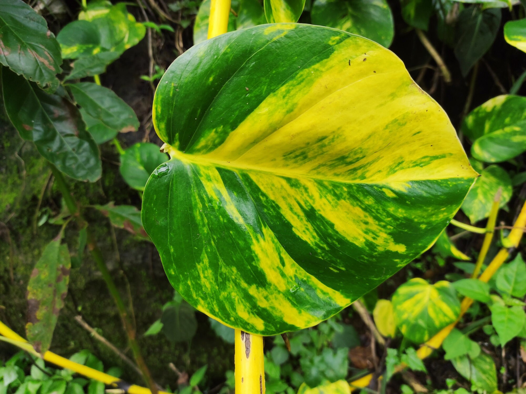 Golden Pothos Variegated Epipremnum Aureum Hawaiian - Etsy Canada