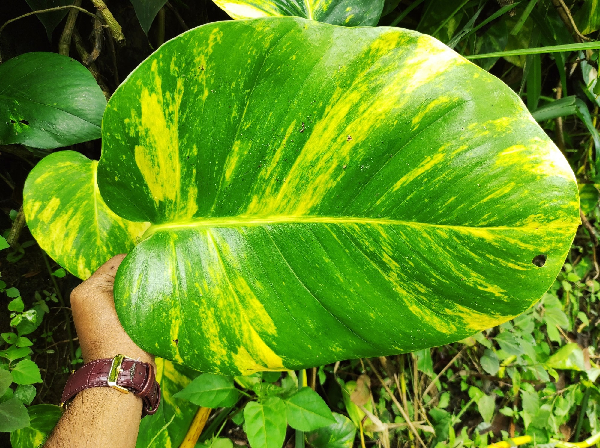 Golden Pothos Variegated Epipremnum Aureum Hawaiian - Etsy Canada