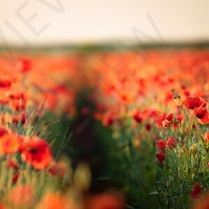 Poppy Field Digital Background, Poppy Field, Poppy Field Digital ...