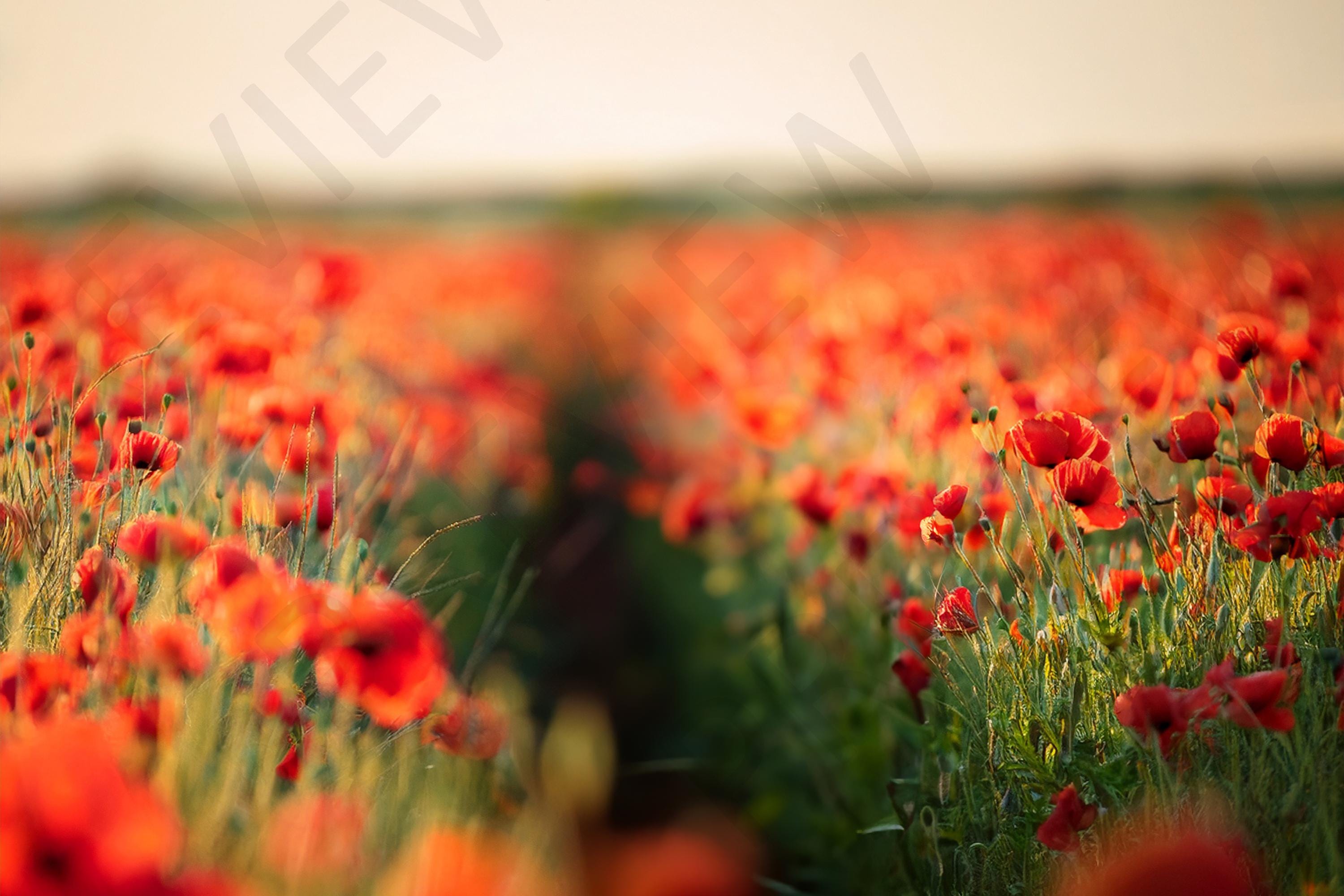 Poppy Field Digital Background, Poppy Field, Poppy Field Digital ...