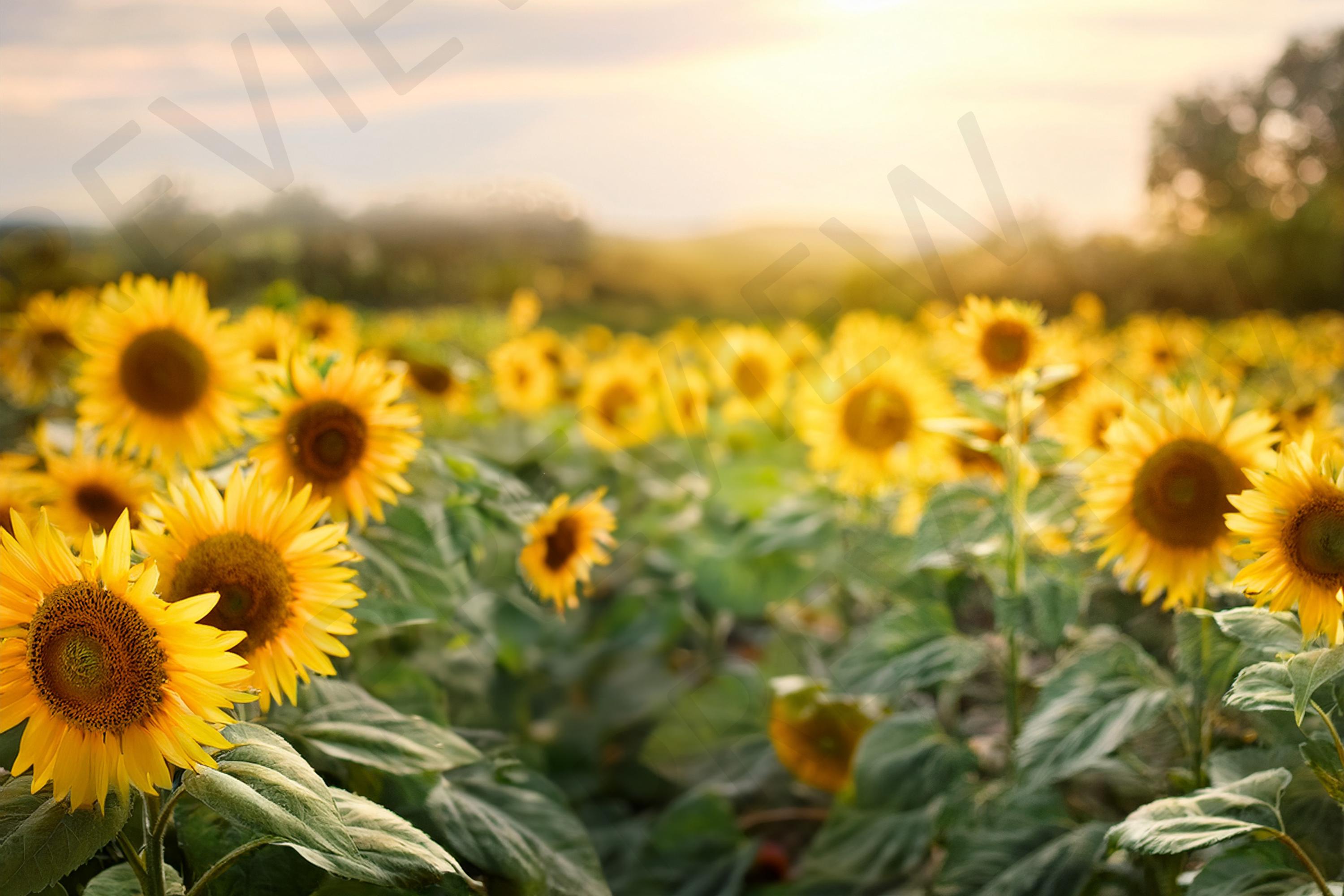 Sunflower Field Digital Background, Sunflower Background, Sunflower ...