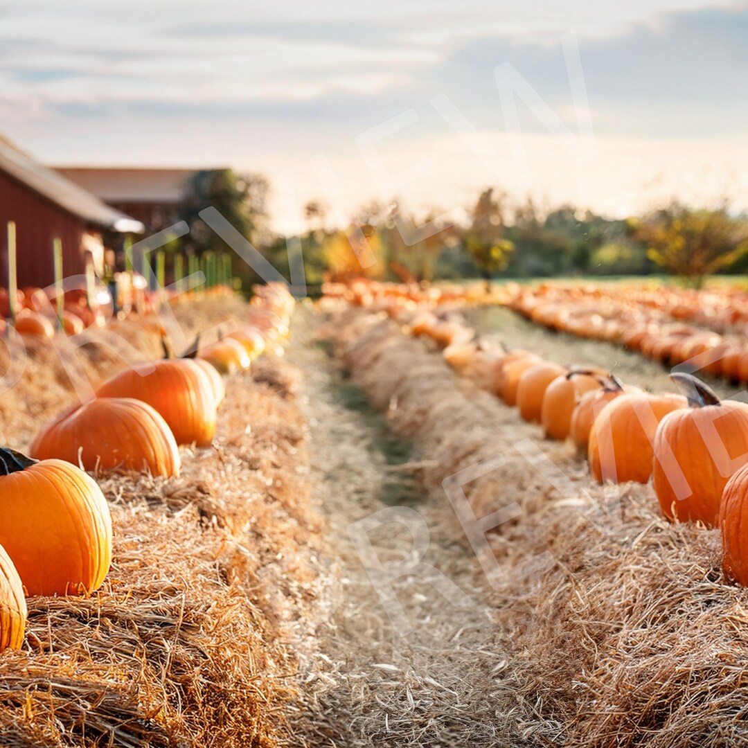 Pumpkin Patch Digital Background, Pumpkin Field Digital Backdrop, Pumpkin Digital Background ...