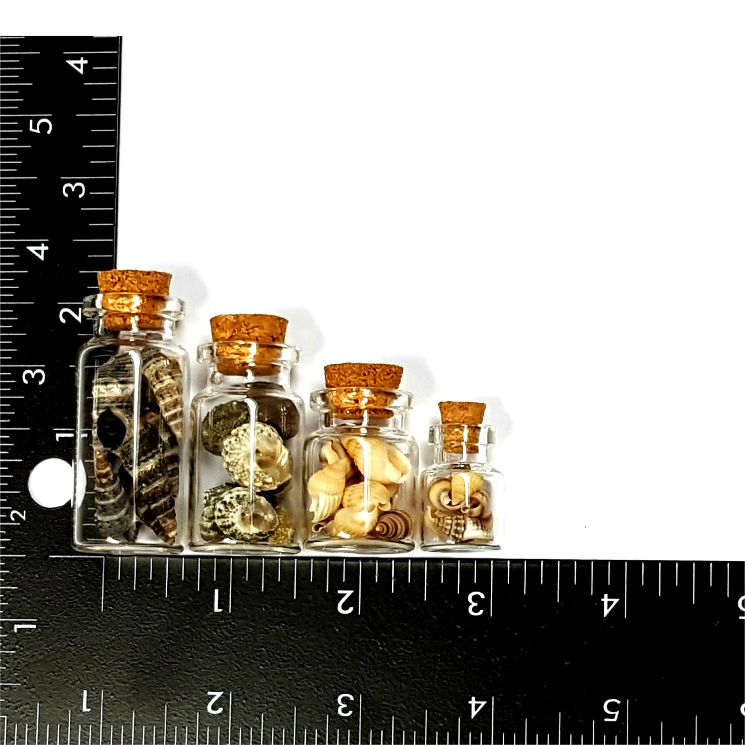 Small Seashells in Glass Jar With Cork for Beach Wedding Sea - Etsy