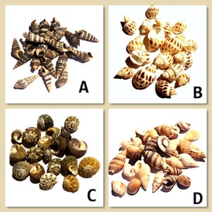 Mini Sea Shells for Beach Themed Crafts and Wedding Party Favors ...