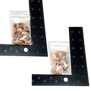 Mini Sea Shells for Beach Themed Crafts and Wedding Party Favors ...