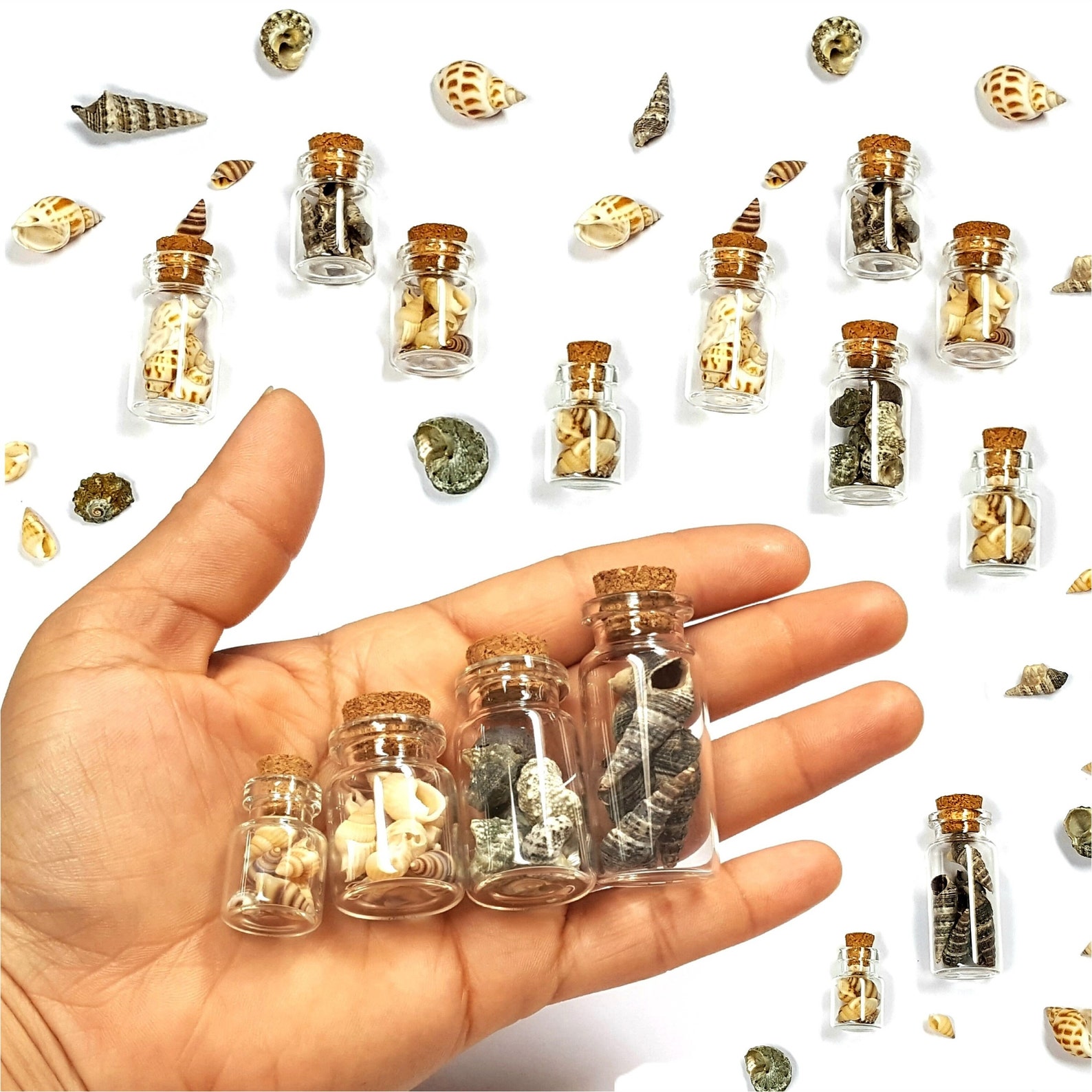 Small Seashells in Glass Jar With Cork for Beach Wedding Sea - Etsy