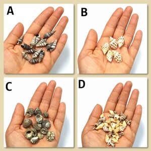 Mini Sea Shells for Beach Themed Crafts and Wedding Party Favors ...