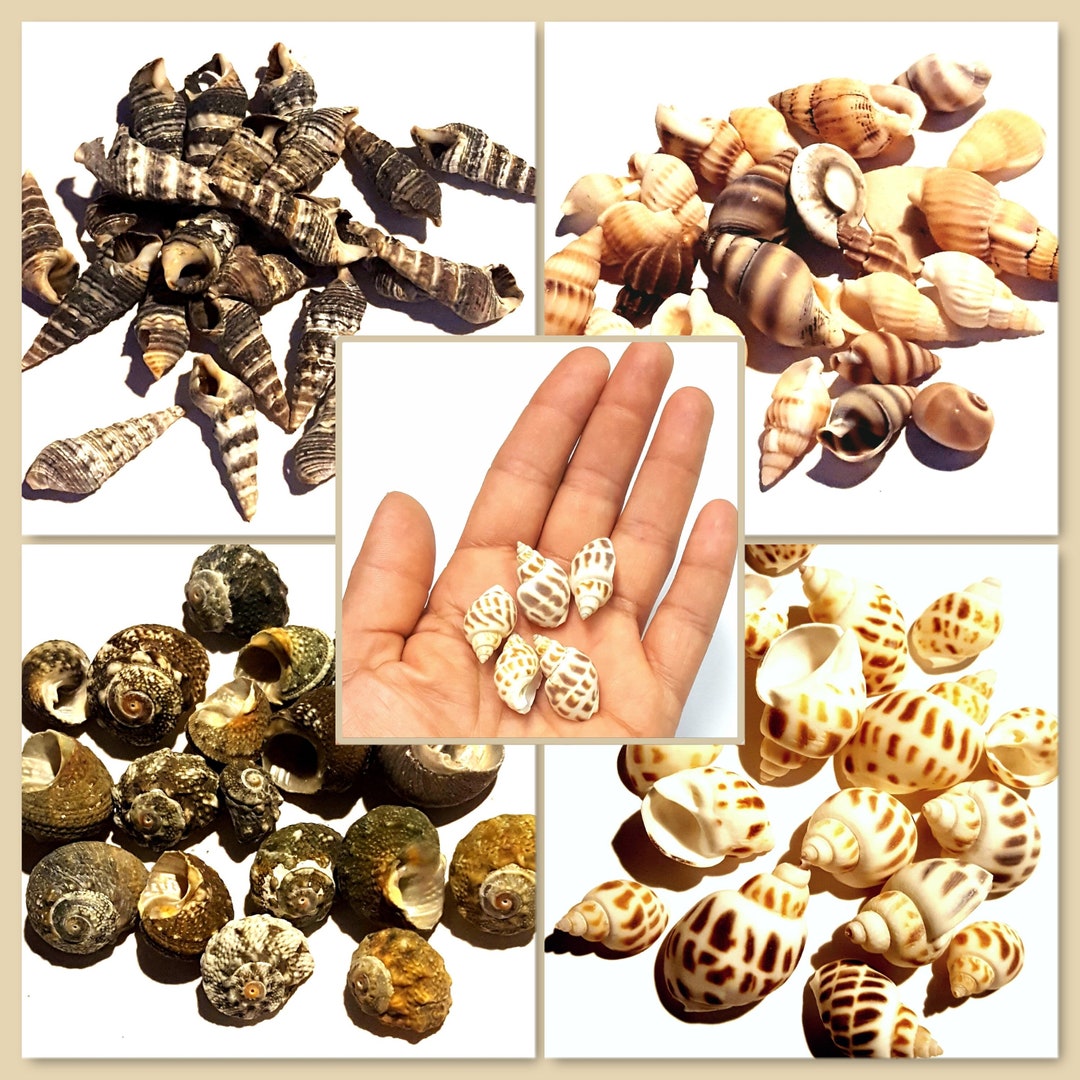 Mini Seashells for Terrariums and Beach-themed Diorama Project, Loose ...