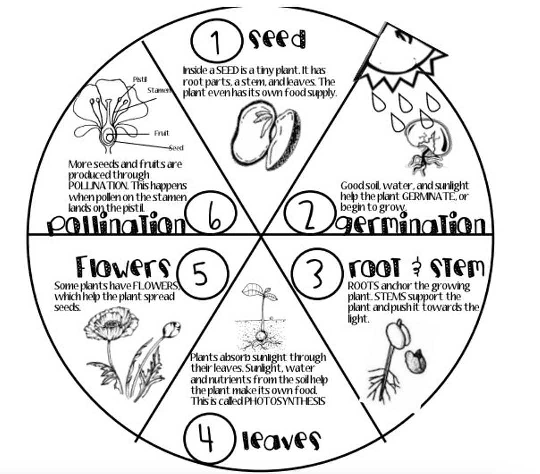 Plant Life Cycle Wheel - Etsy