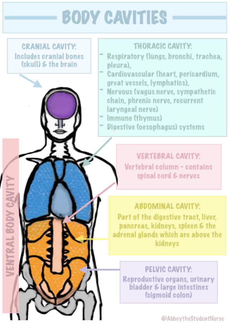 DIGITAL Anatomy & Physiology Flashcards (nursing, RN, EN, Students) - Etsy