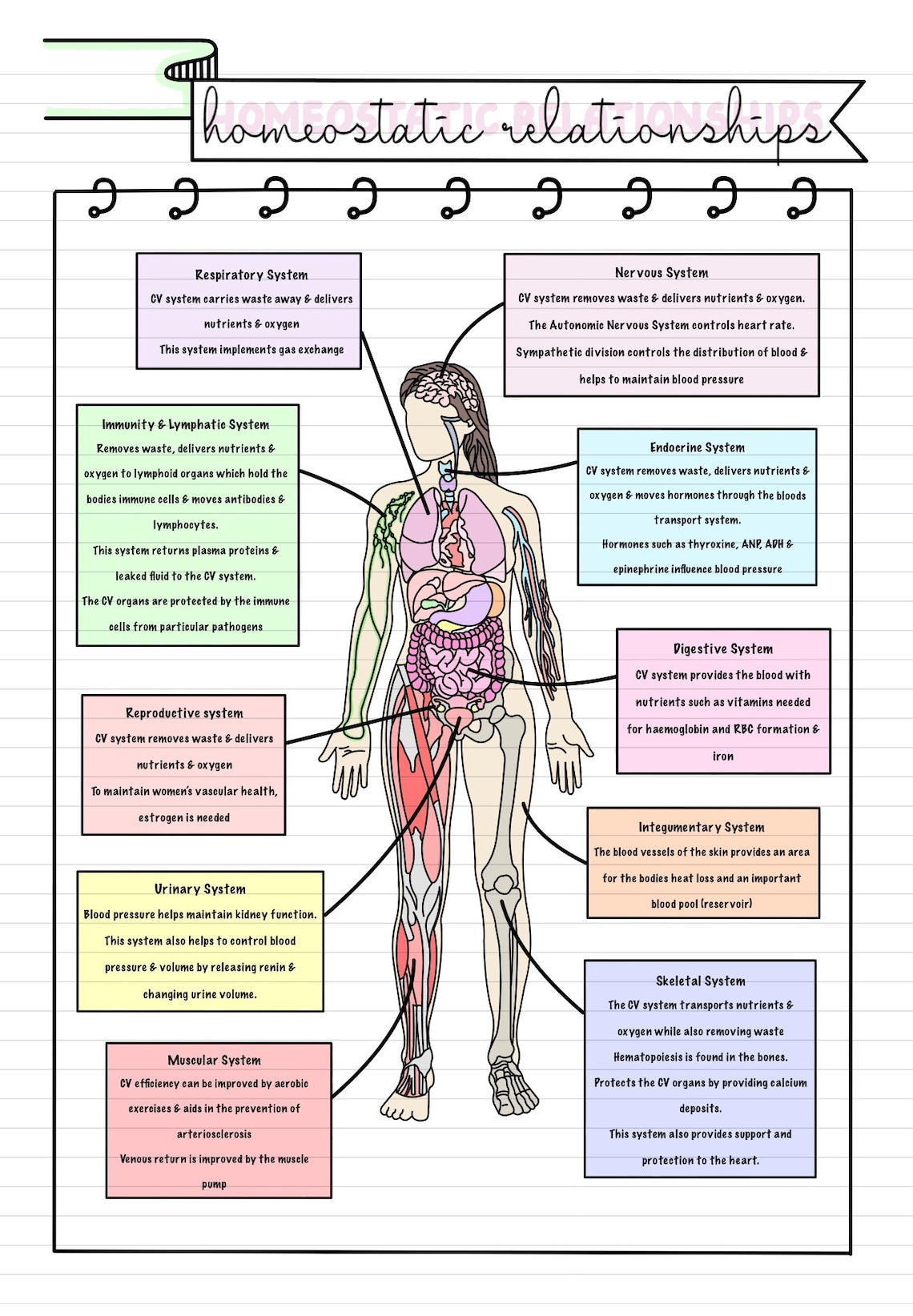 PDF - Cardiology Notes - Etsy Australia