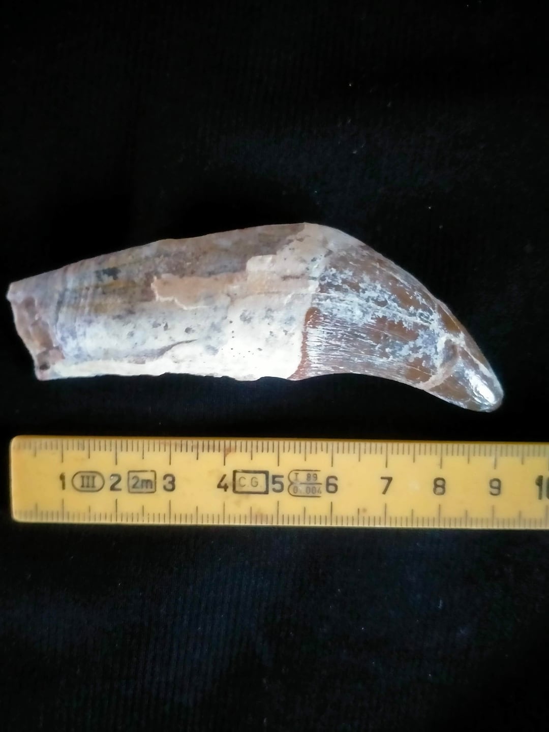 Basilosaurus Fossil Tooth - Etsy