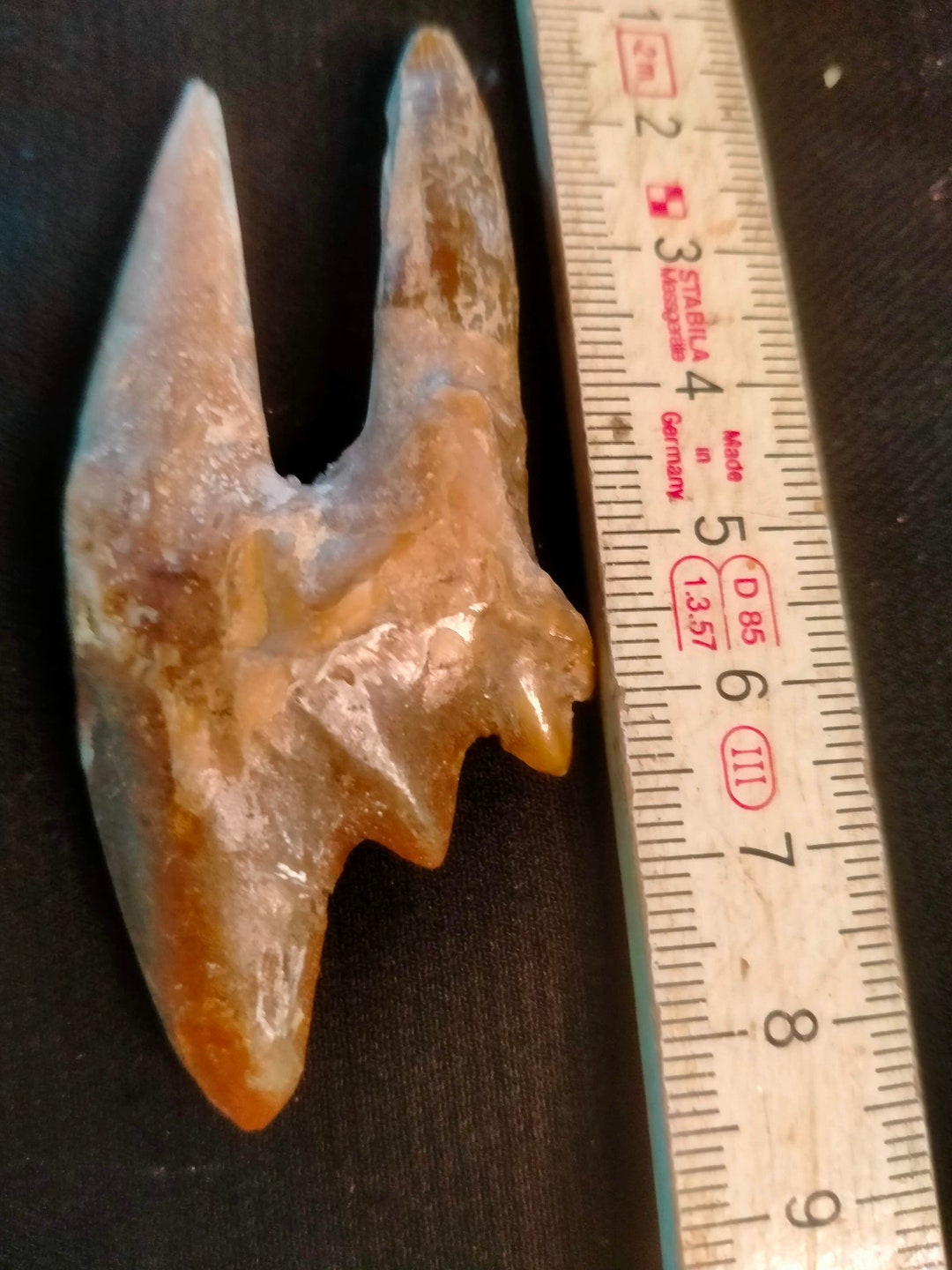 Basilosaurus Fossil Back Tooth - Etsy UK