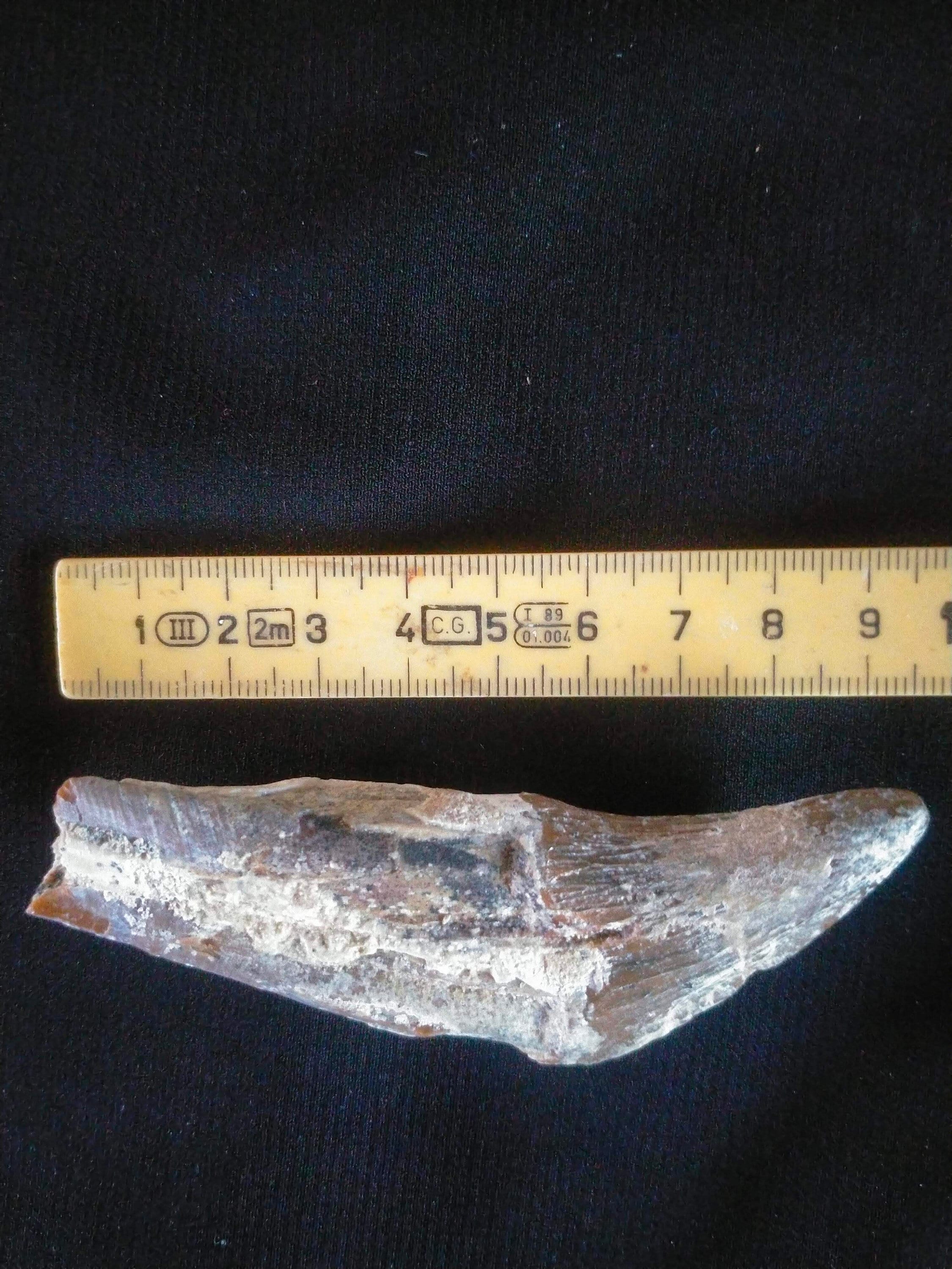 Basilosaurus Fossil Tooth - Etsy