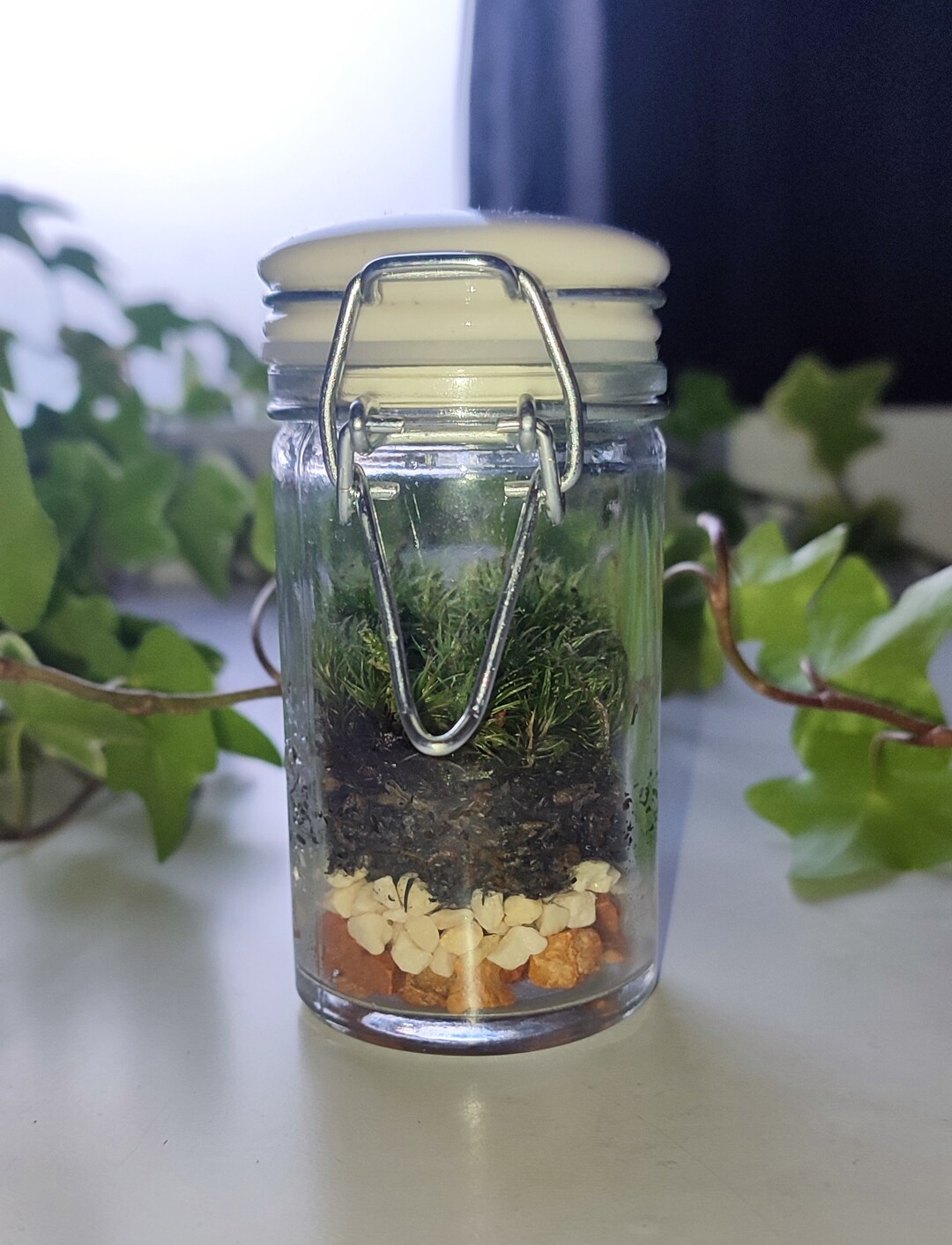 Mini Mossarium in a Glass Jar, Tiny Handmade Terrarium, Live Moss - Etsy