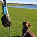 Hookapoo Dog Poop Bag Carrier Dog Poo Holder Clip on Hands Free ...