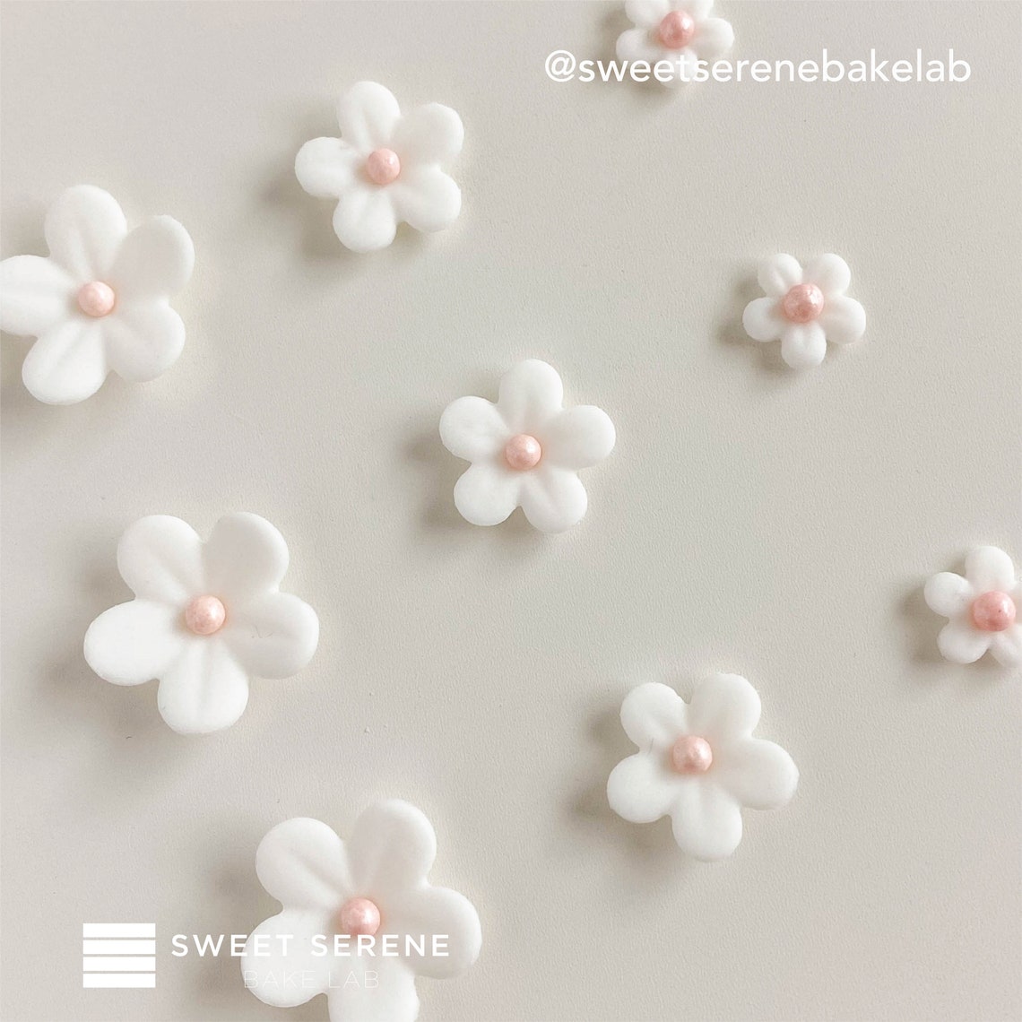 Edible Fondant Cherry Blossom/ Sakura Flower White With Pink Pearl ...