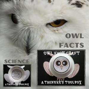 Owl Science Fact Activities & Mini Reader - Etsy