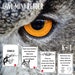 Owl Science Fact Activities & Mini Reader - Etsy
