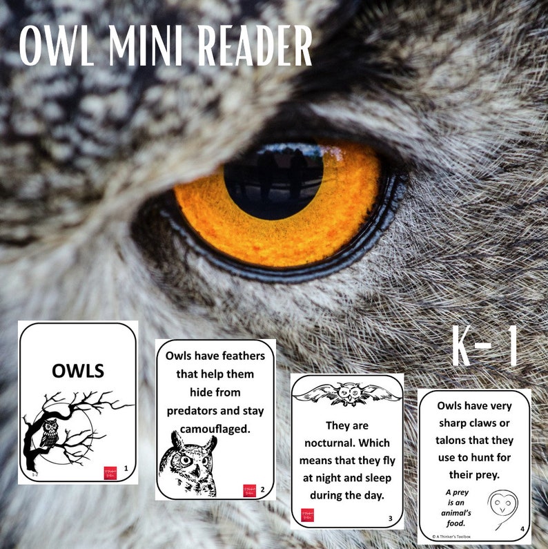 Owl Science Fact Activities & Mini Reader - Etsy