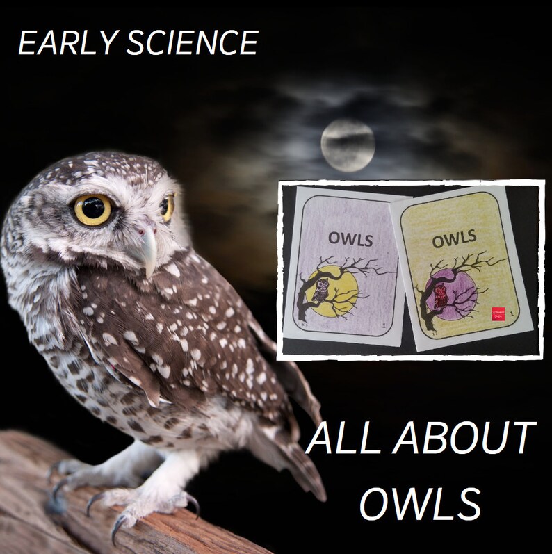 Owl Science Fact Activities & Mini Reader - Etsy