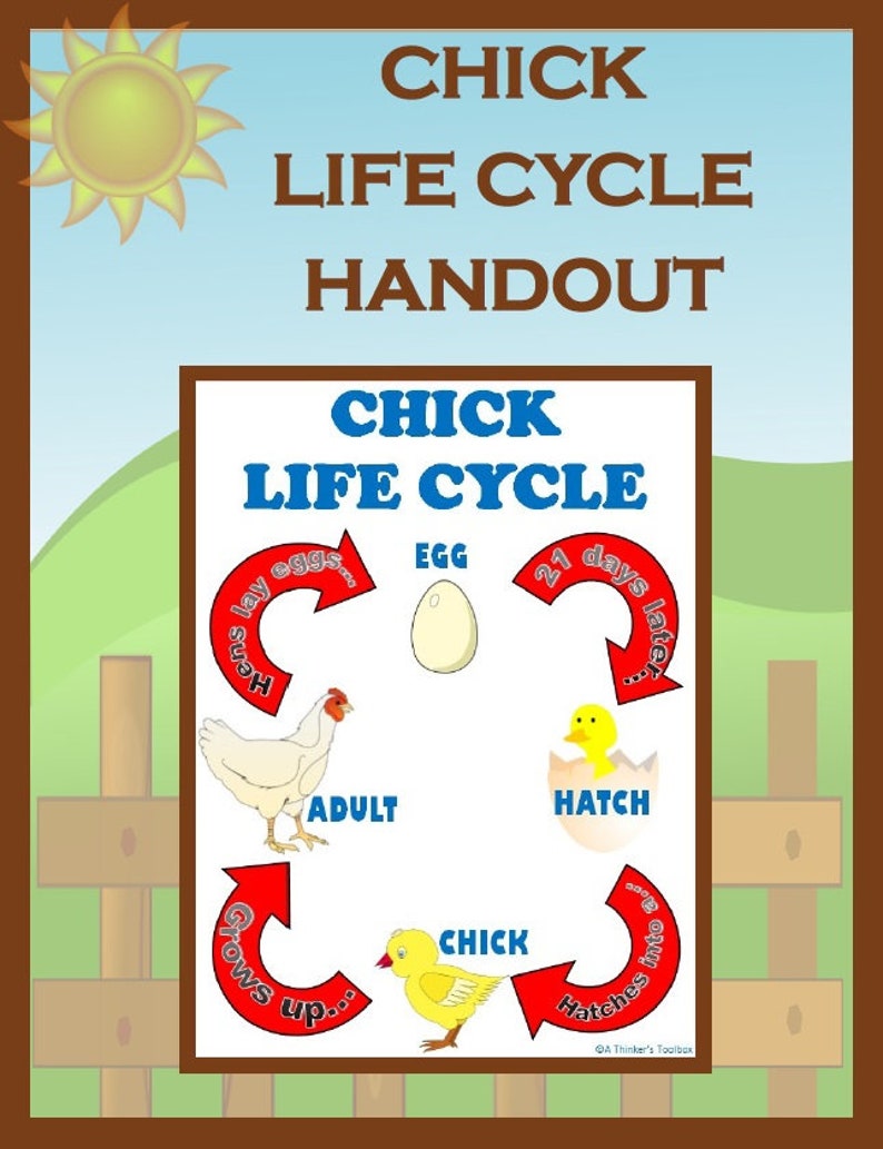 Chick Life Cycle Science Activities - Etsy