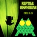 Reptiles and Amphibian Pattern Block Mat Printables & Worksheets - Etsy