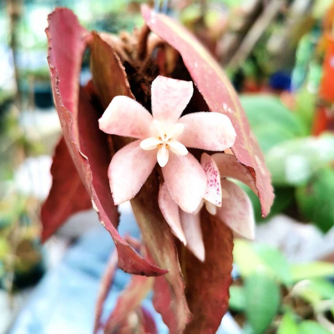 Hoya undulata red Leaves Free Phytosanitari DHL Express | Etsy